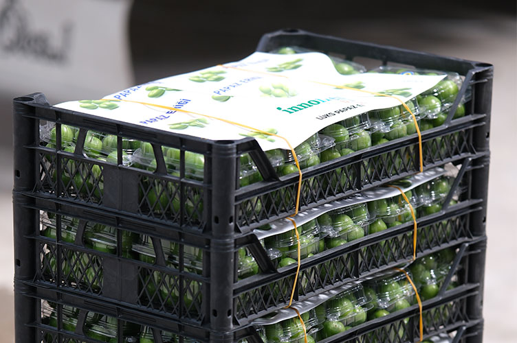 Yaş Meyve Grubu – İnnofresh